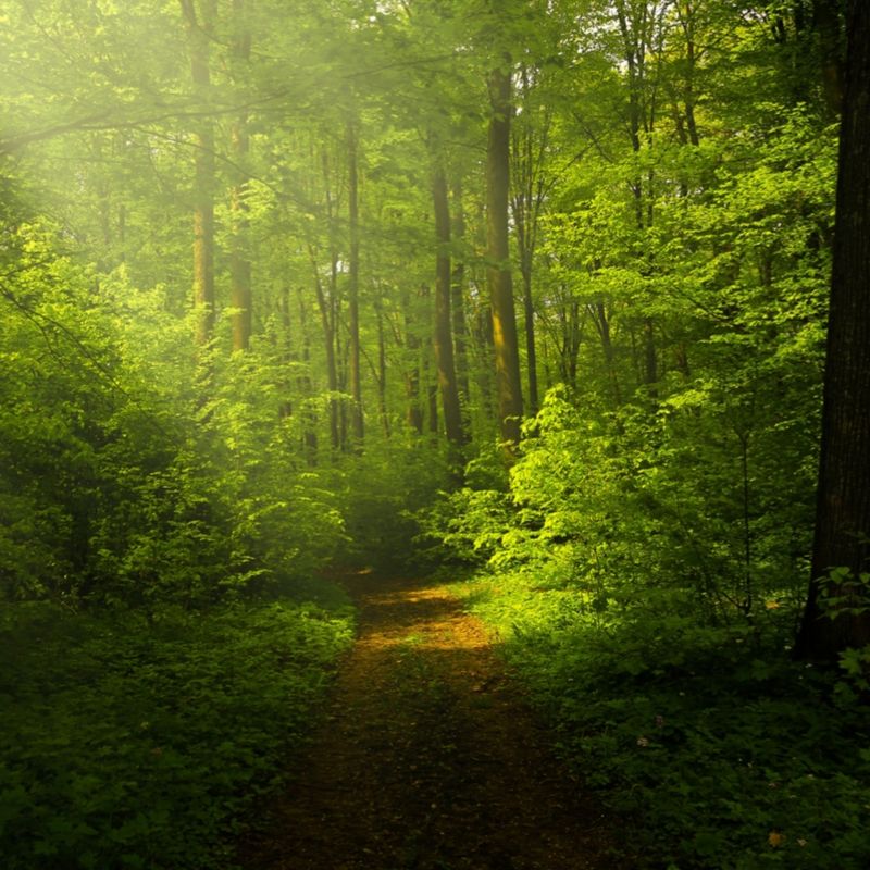Naturen, miljön och skapelsen | Vandra Vägen - Naturen, miljön och ...